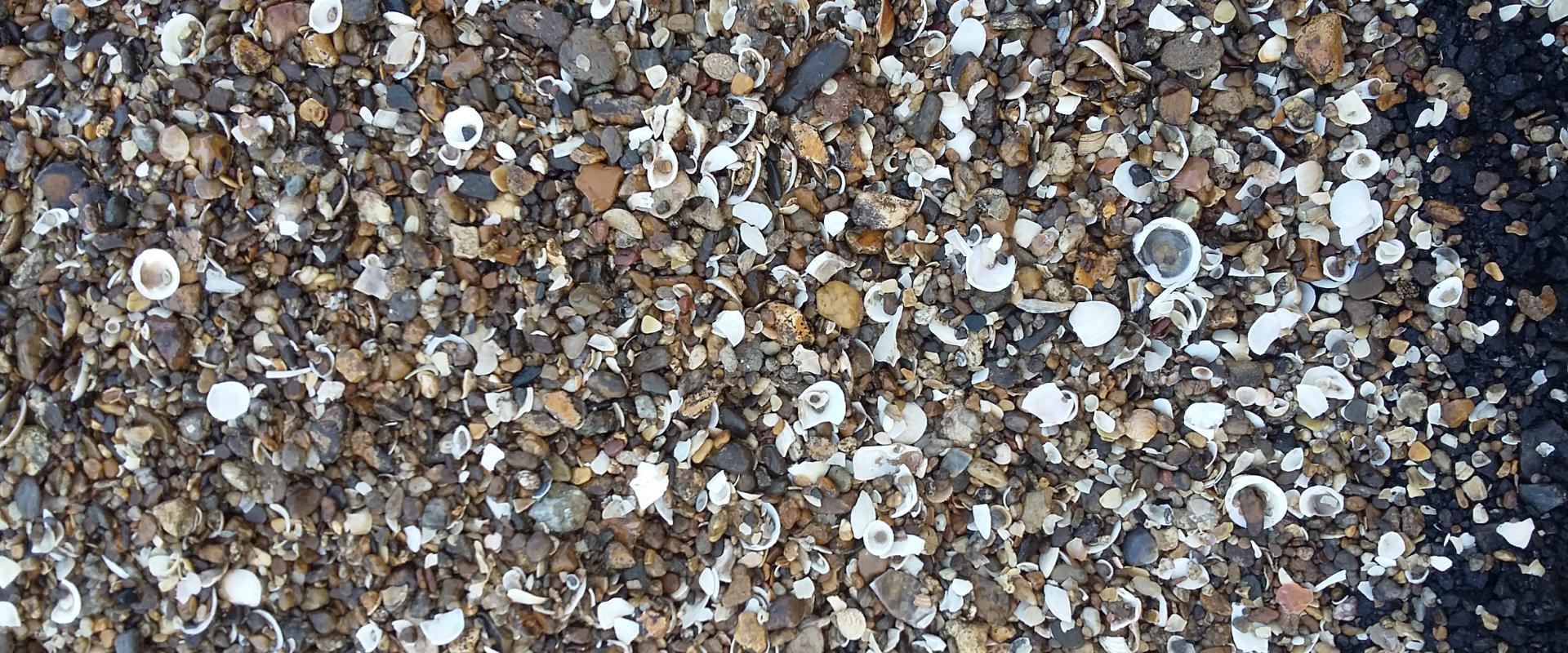 Elaboration des études d'impact "granulats marins" - guide technique ...